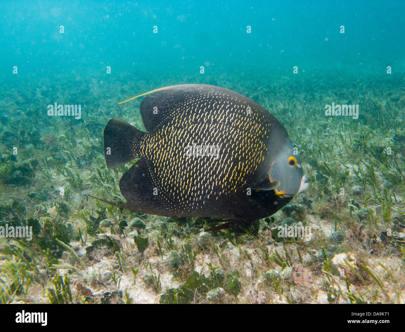 Angel fish hi-res stock photography and images - Alamy