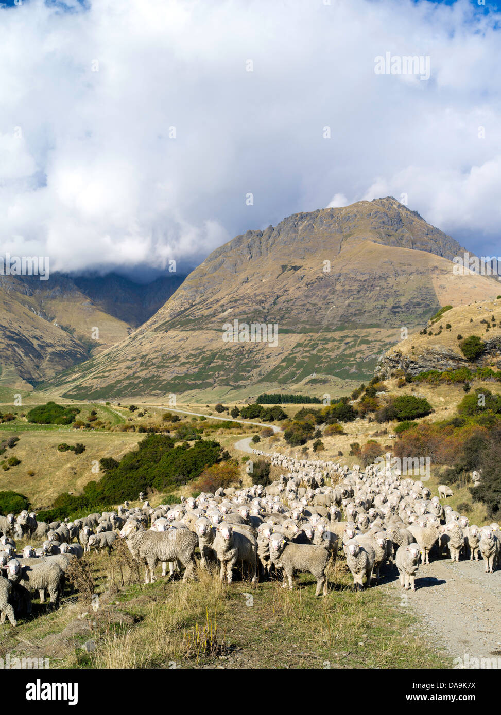 Sheep from the Walter Peak Station, surrounded by mountains and set off ...