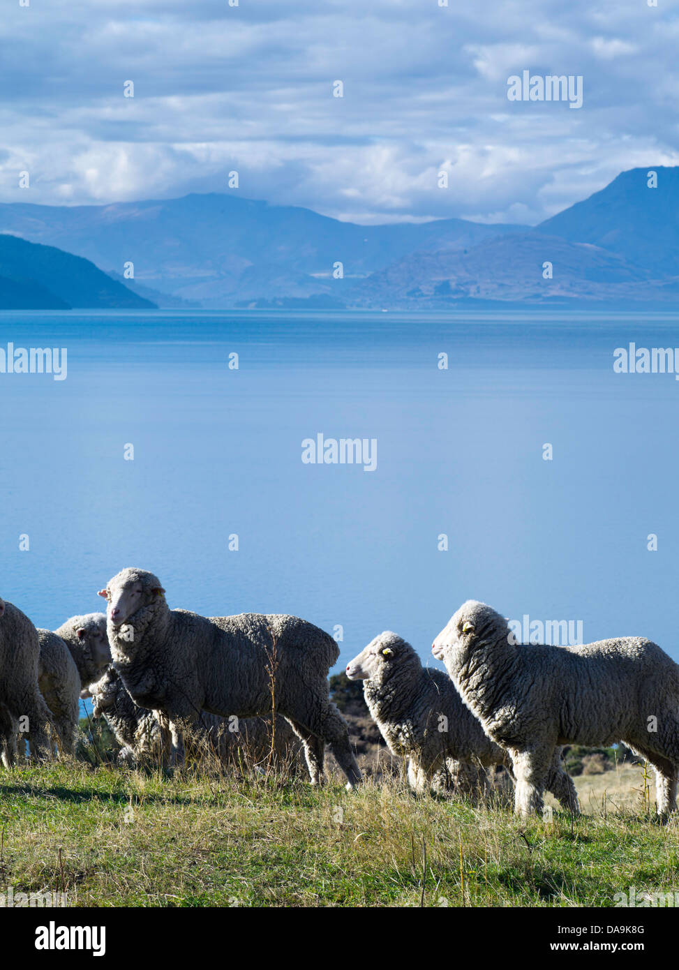 Sheep & Lake Wakatipu, one of New Zealand's most beautiful lakes ...