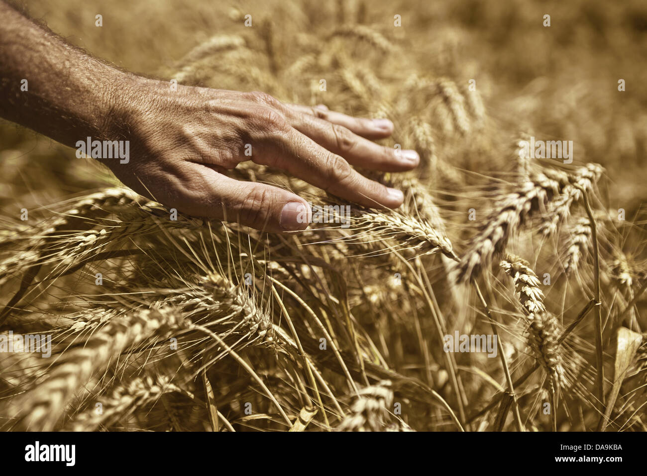 Farmer hand in wheat field. Agricultural background for harvesting ...