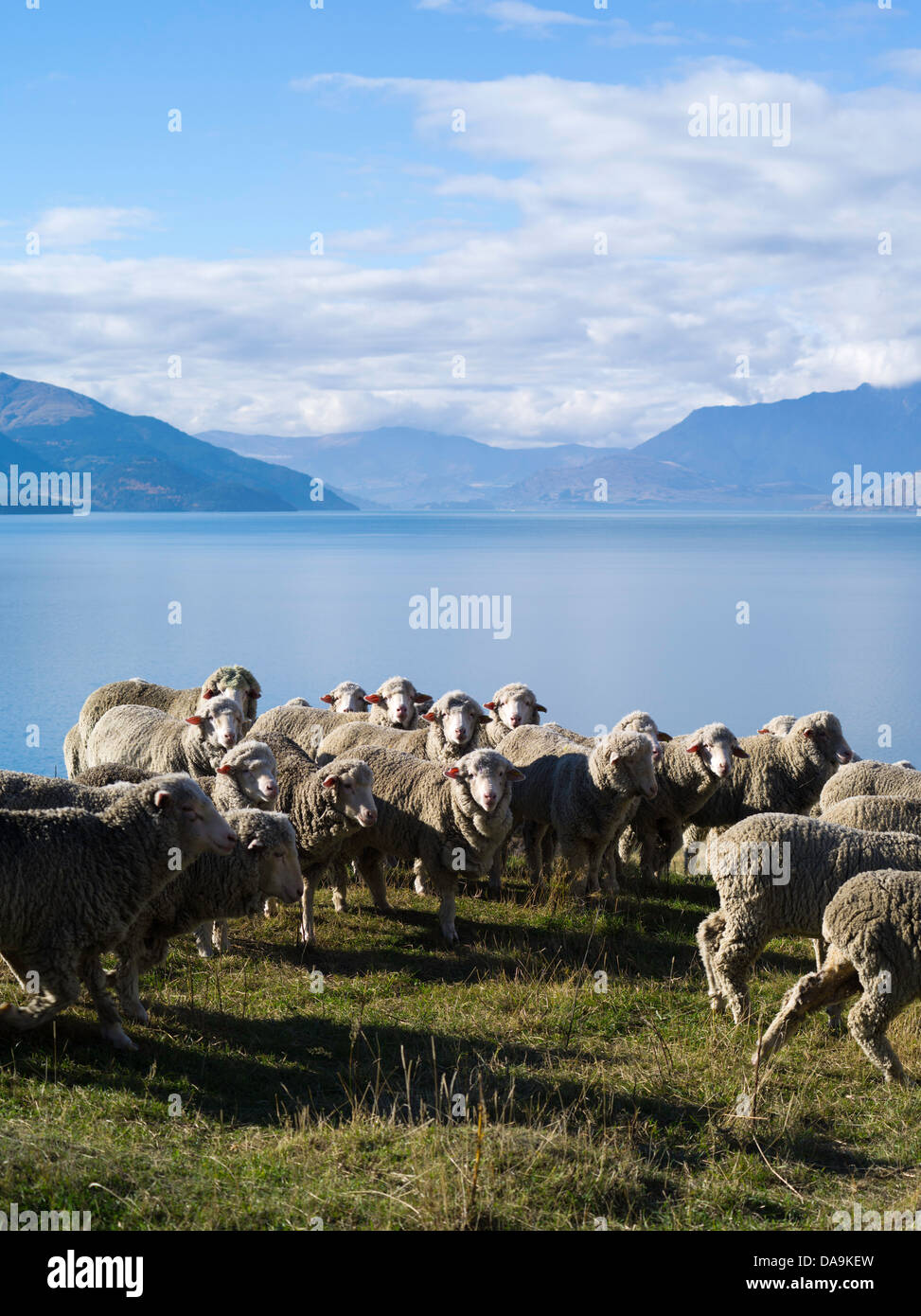 Sheep & Lake Wakatipu, one of New Zealand's most beautiful lakes ...