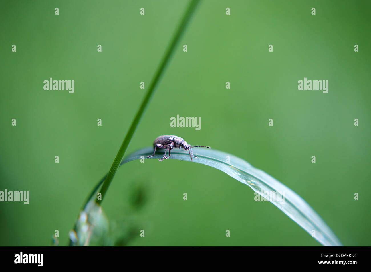 Curculionidae walking hi-res stock photography and images - Alamy