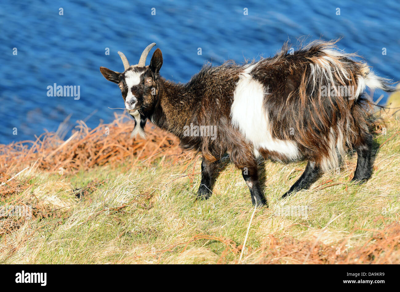 Welsh feral goat (Capra aegagrus hircus) near Llyn Gwynant in Snowdonia ...
