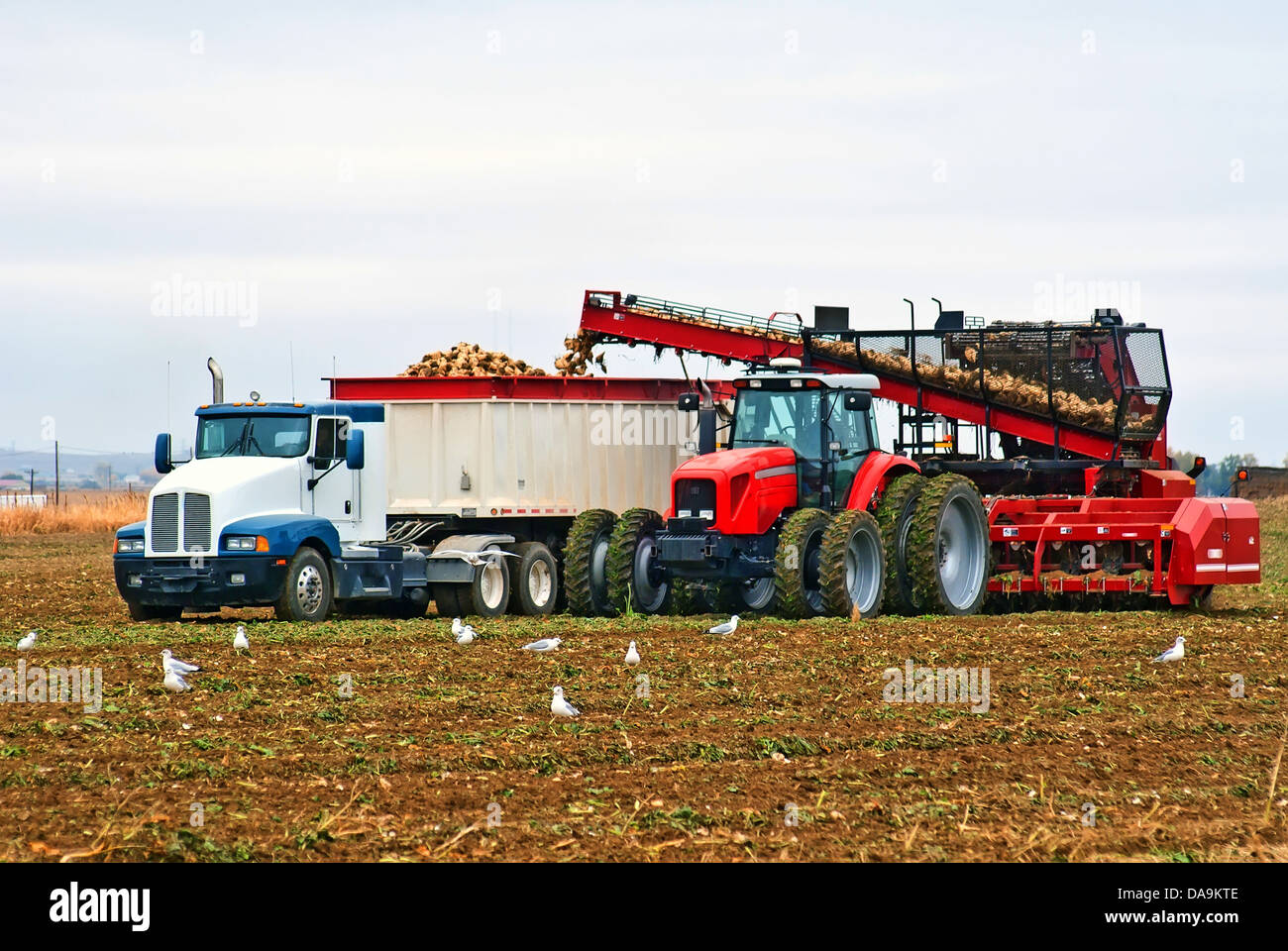 A large tractor and semi-truck digging and loading sugar beets from a ...