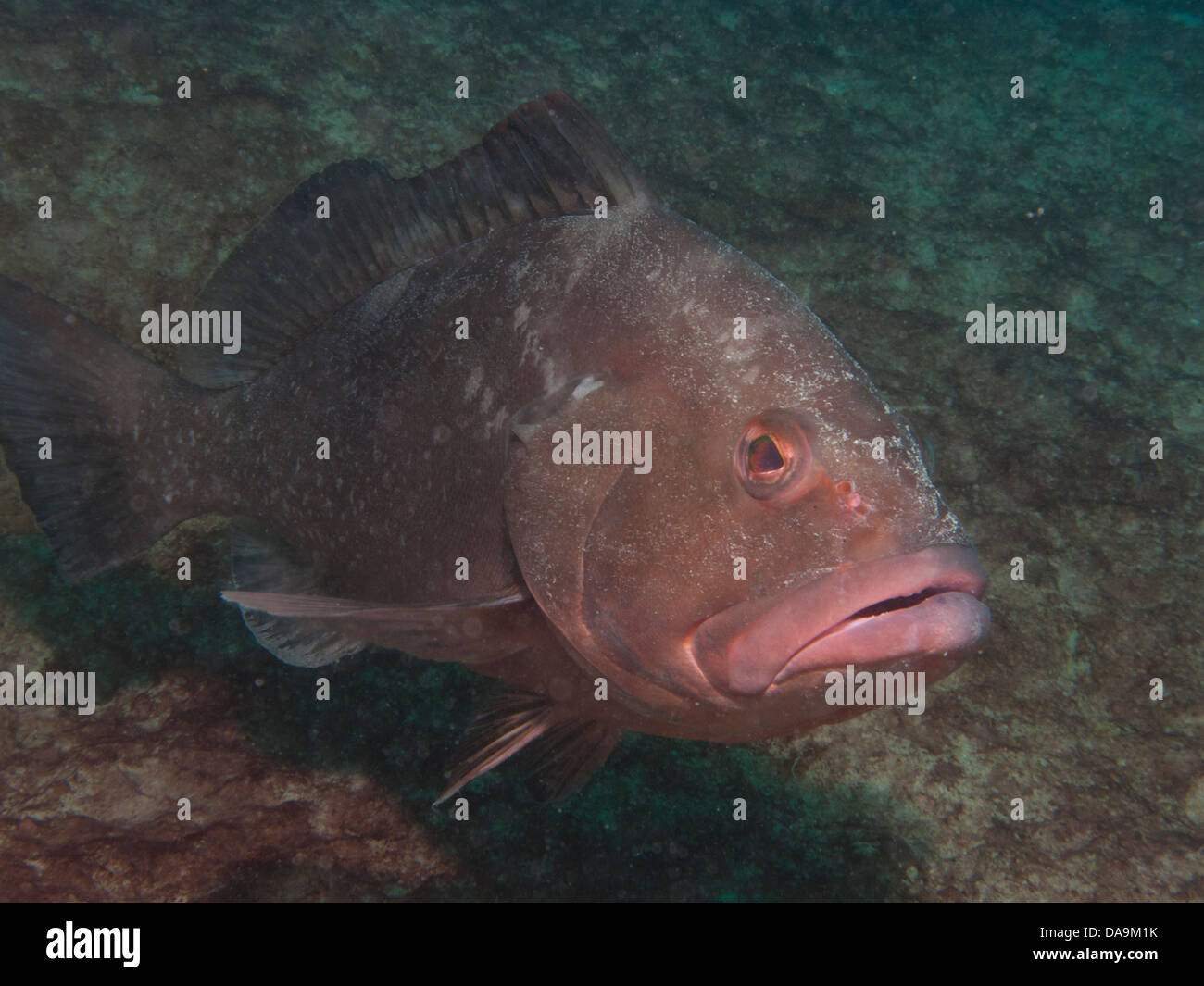 Grouper fish underwater in coral reef at Abrolhos marine protected area ...