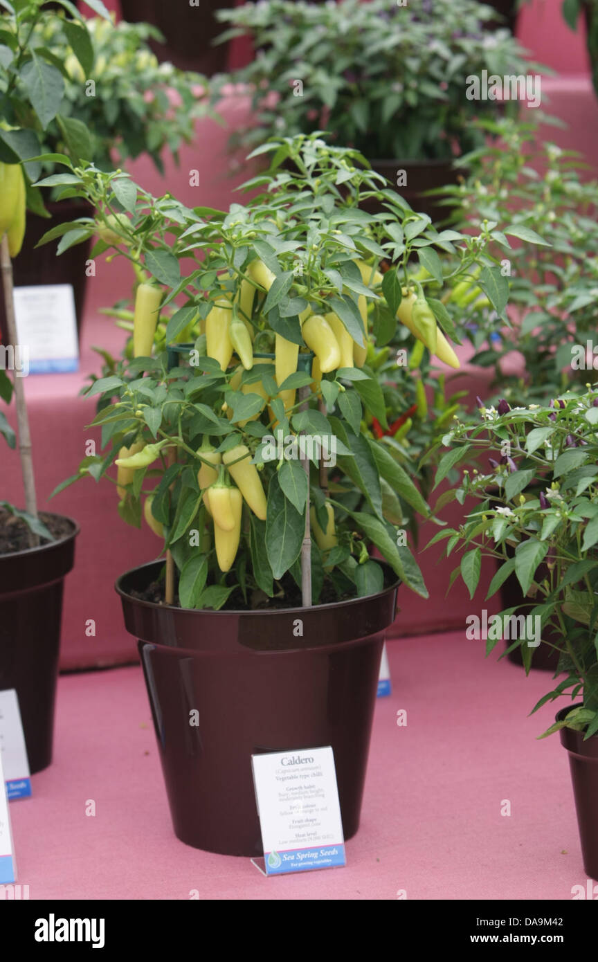 London, UK. 8th July, 2013. Chilli display in the growing tastes ...