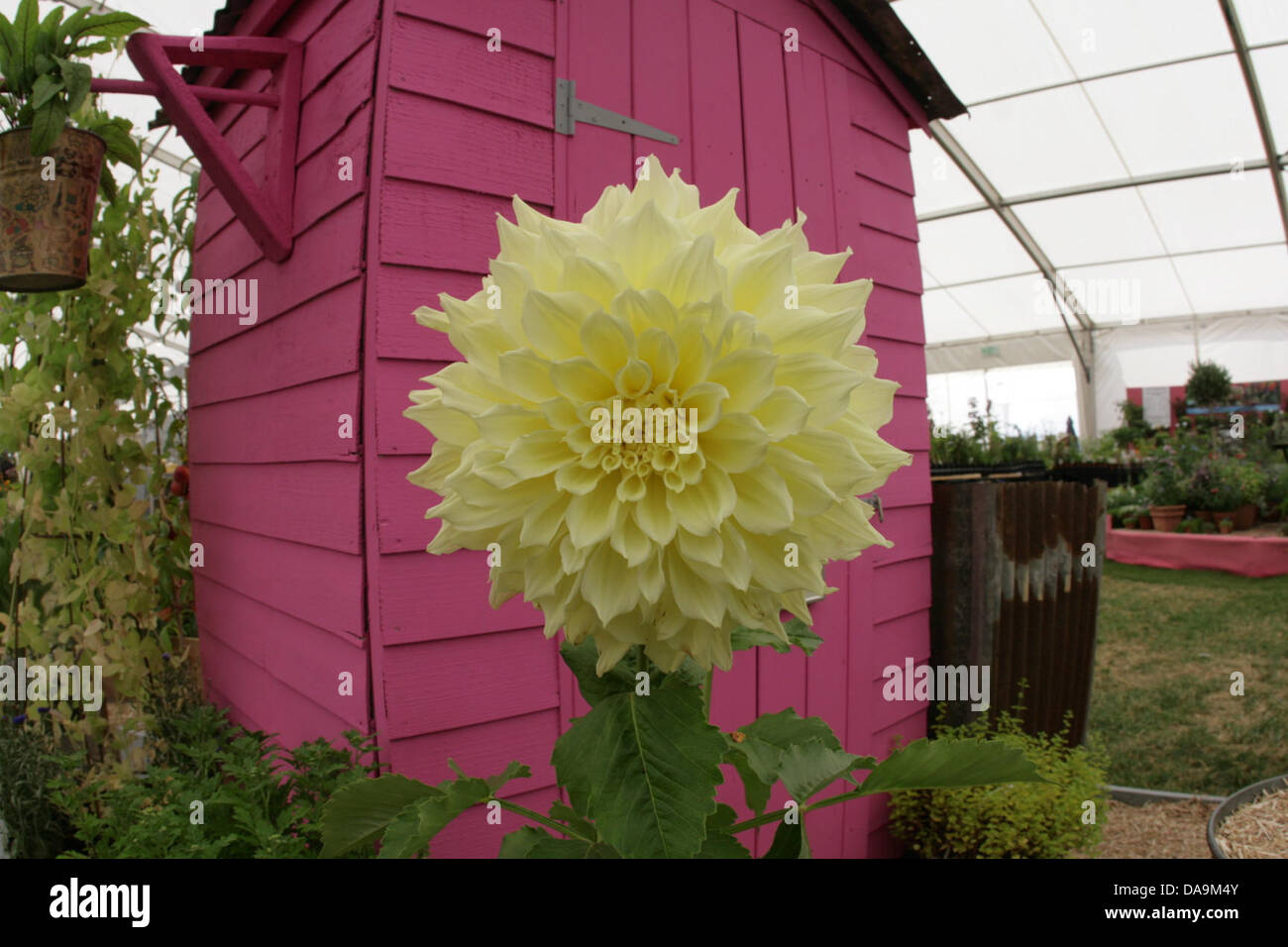Dahlia Royal Horticultural Society High Resolution Stock Photography ...