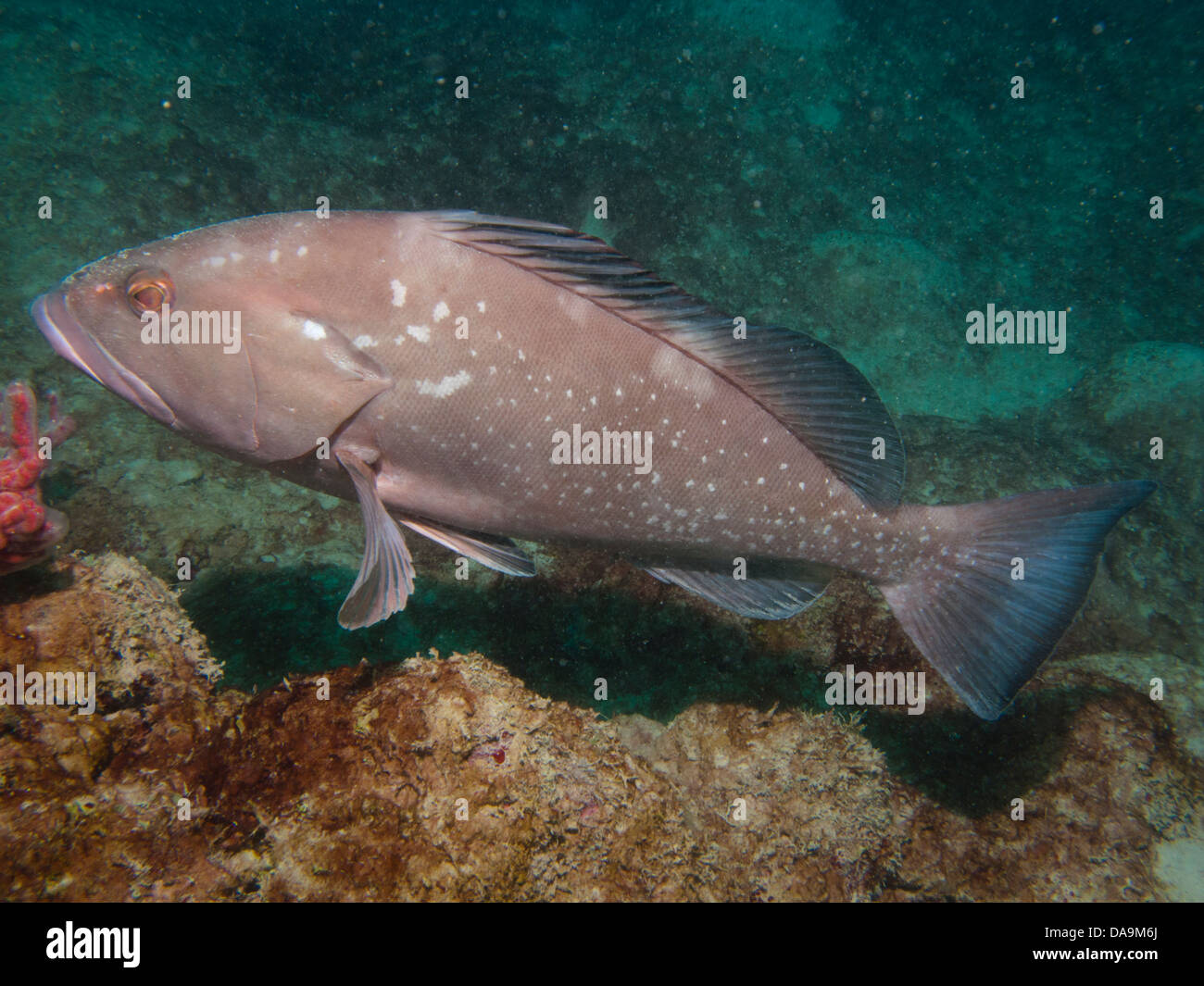 Grouper fish underwater in coral reef at Abrolhos marine protected area ...
