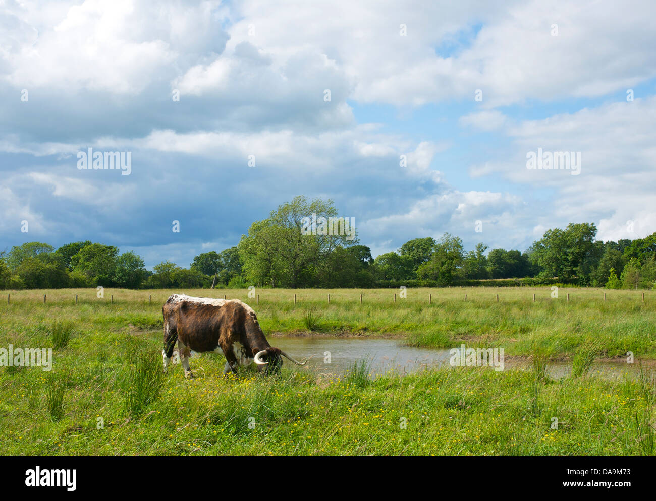 Longhorn cow grazing by pond at Gosling Sike Farm, a Cumbria Wildlife ...