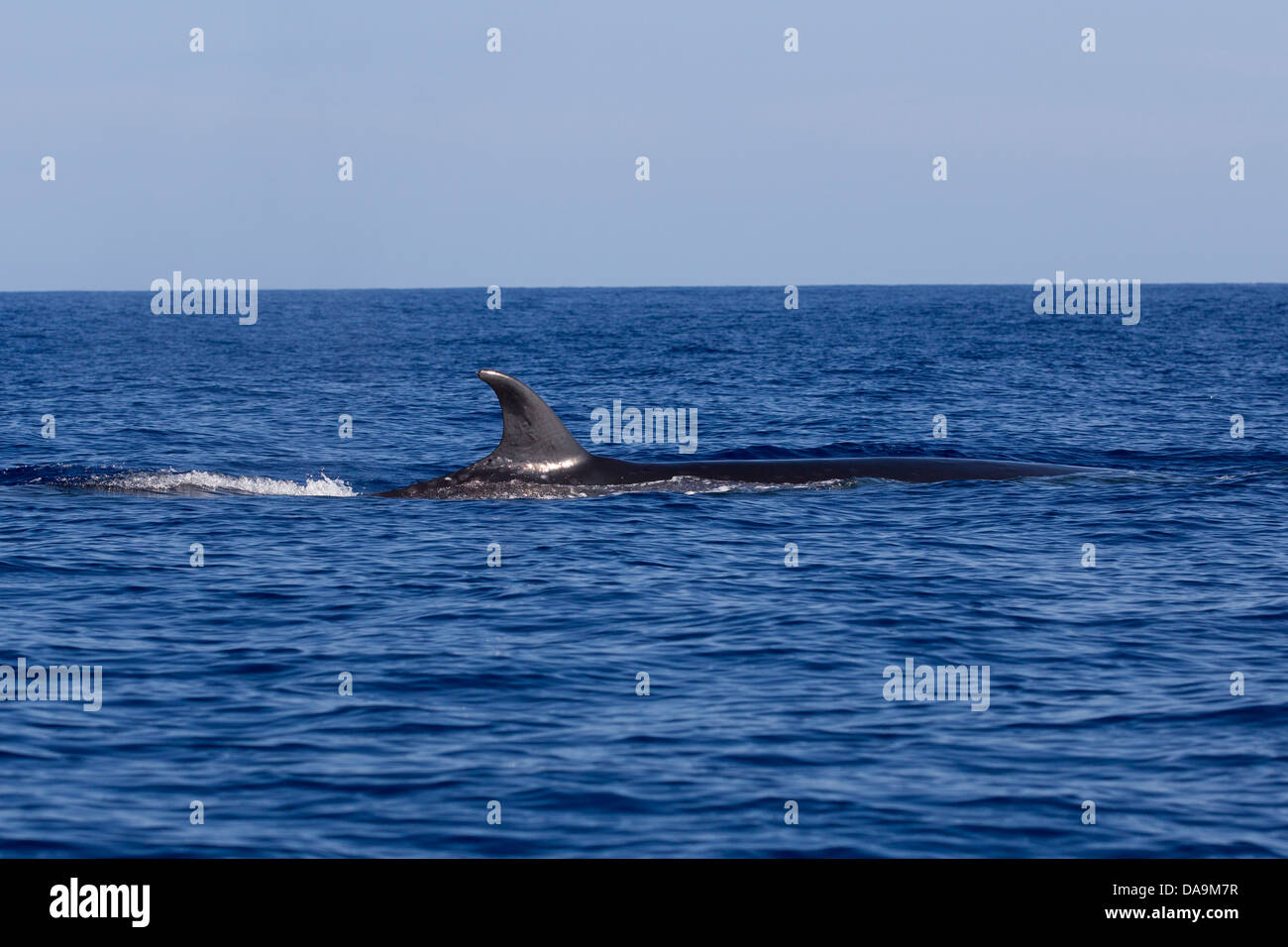 Sei Whale, Balaenoptera borealis, Seiwal, back with curved dorsal fin ...