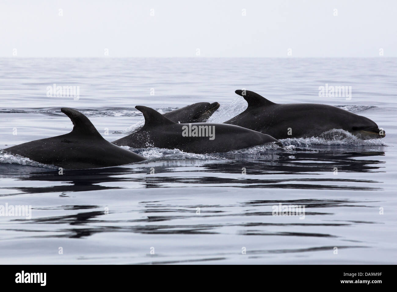 Bottlenose Dolphin Tursiops Truncatus Großer High Resolution Stock Photography and Images - Alamy