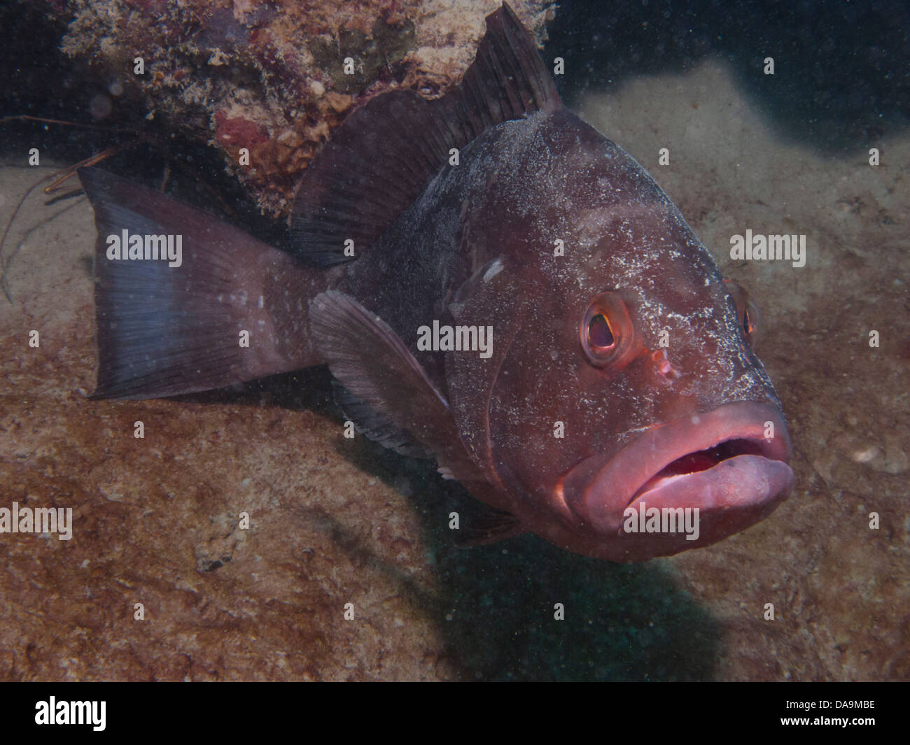 Grouper fish underwater in coral reef at Abrolhos marine protected area ...