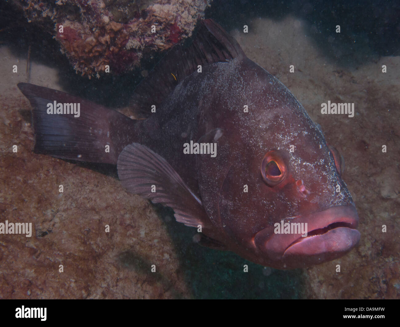 Red Grouper Underwater