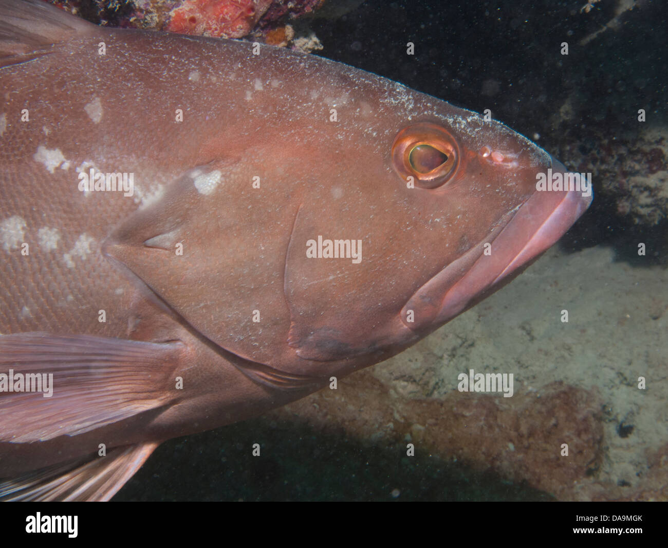 Grouper fish underwater in coral reef at Abrolhos marine protected area ...
