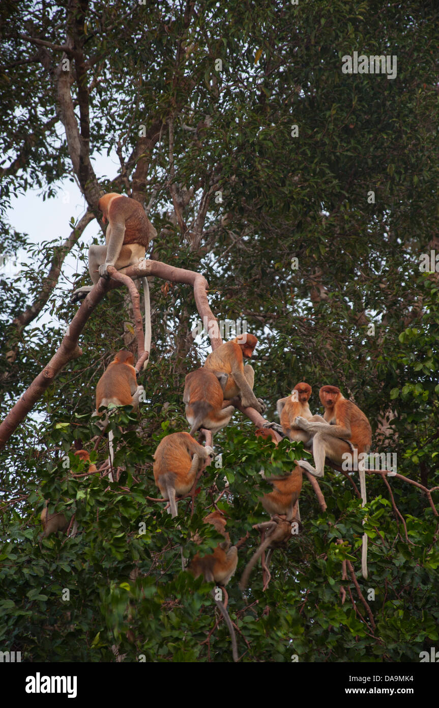 Probiscis hi-res stock photography and images - Alamy