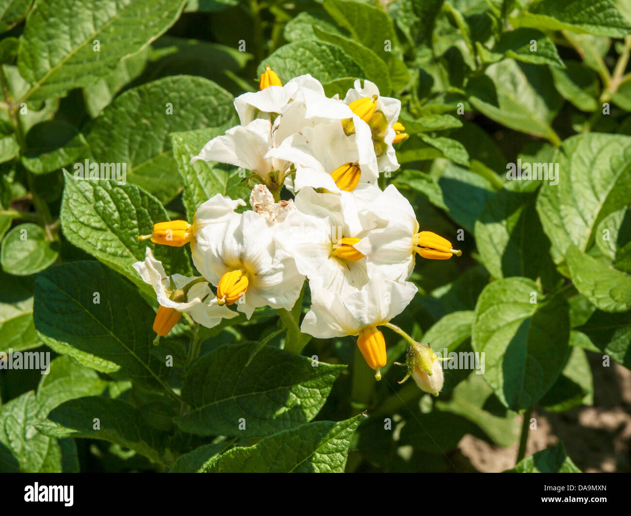 potato field in a flowering stage Stock Photo - Alamy
