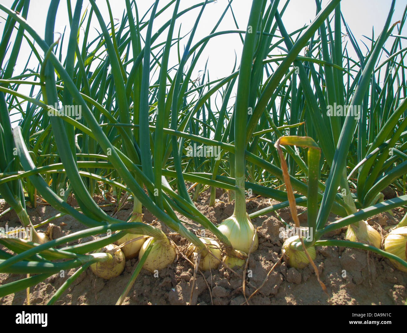 onion field with a blue sky as background Stock Photo - Alamy