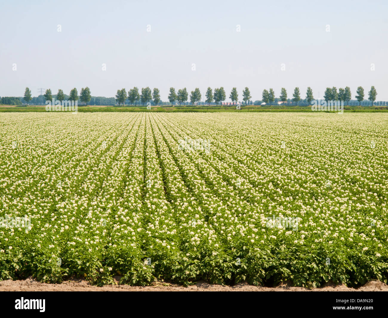 aardappel veld in een bloeiende stadium Stock Photo - Alamy