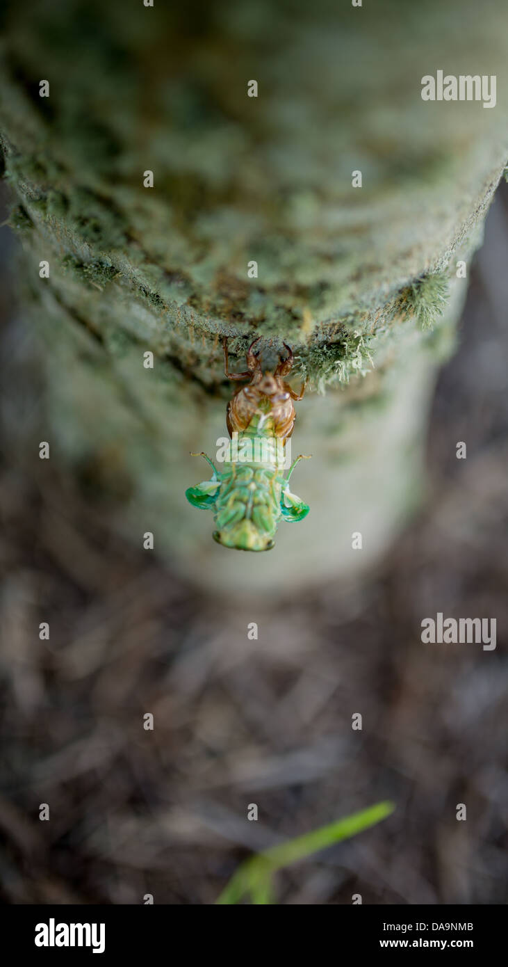 July 7th 2013, Cicada shedding from exoskeleton on tree Stock Photo - Alamy