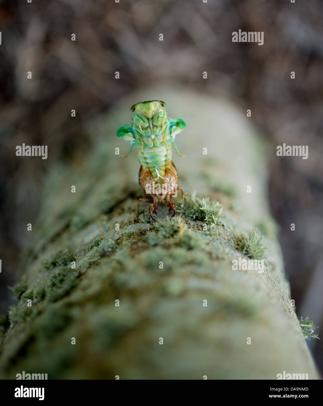 July 7th 2013, Cicada shedding from exoskeleton on tree Stock Photo - Alamy