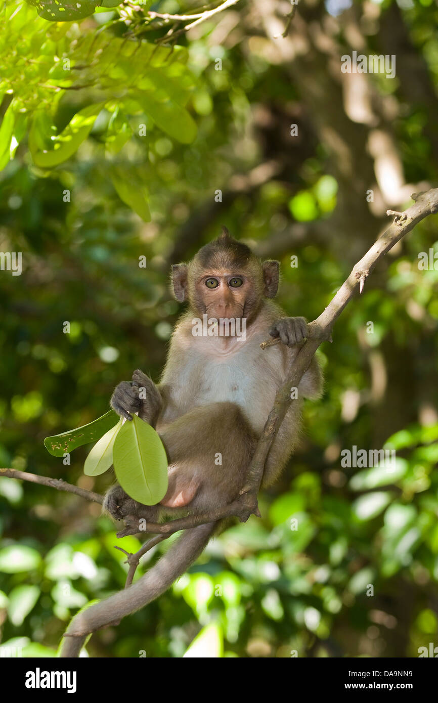 Monkey, Asian, Asia, outside, young, national park, primates, Rhesus ...