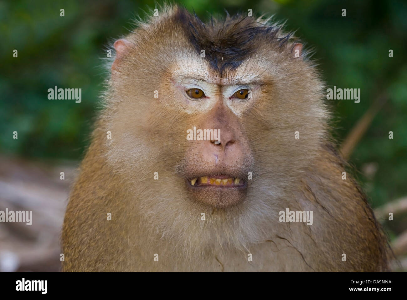 Monkey, Asian, Asia, outside, young, national park, primates, Rhesus ... Monkey, Asian, Asia, outside, young, national park, primates, Rhesus ...