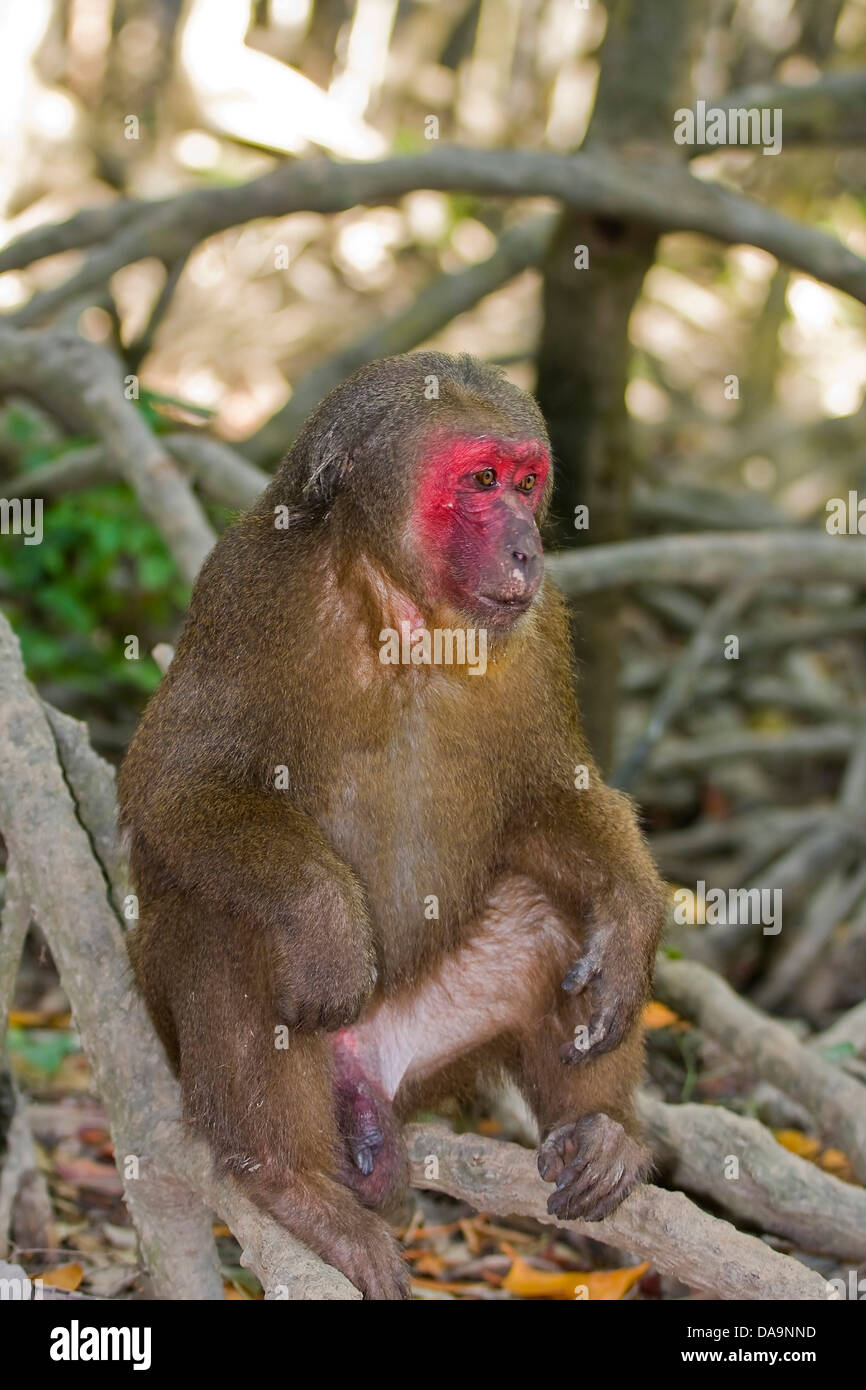 Monkey, Asian, Asia, outside, young, national park, primates, Rhesus ...