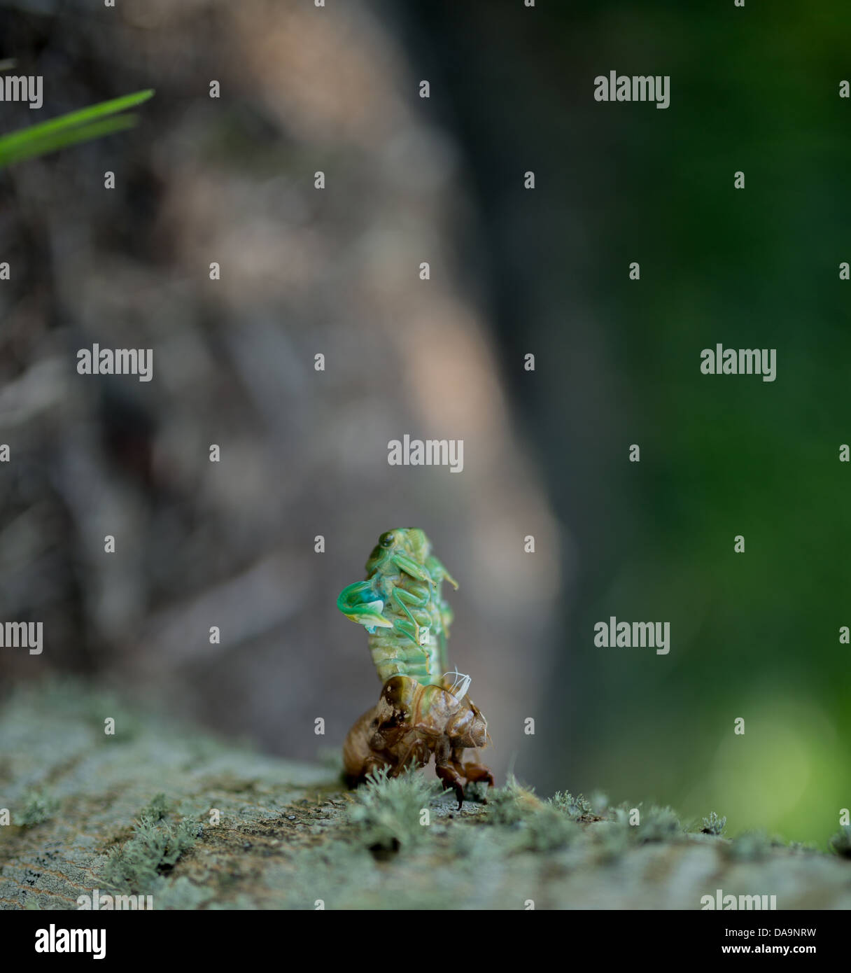 July 7th 2013, Cicada shedding from exoskeleton on tree Stock Photo - Alamy