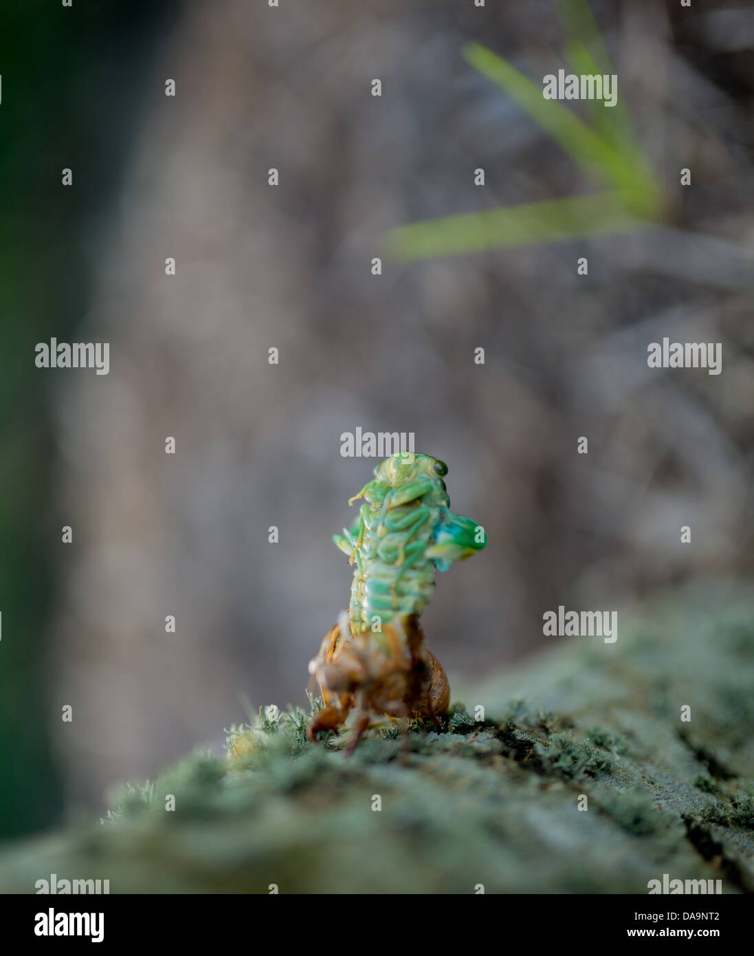 July 7th 2013, Cicada shedding from exoskeleton on tree Stock Photo - Alamy