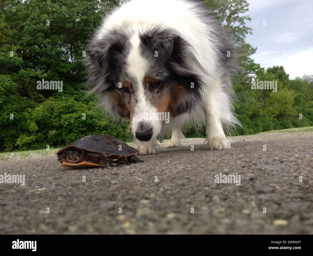 Curious dog with turtle Stock Photo - Alamy