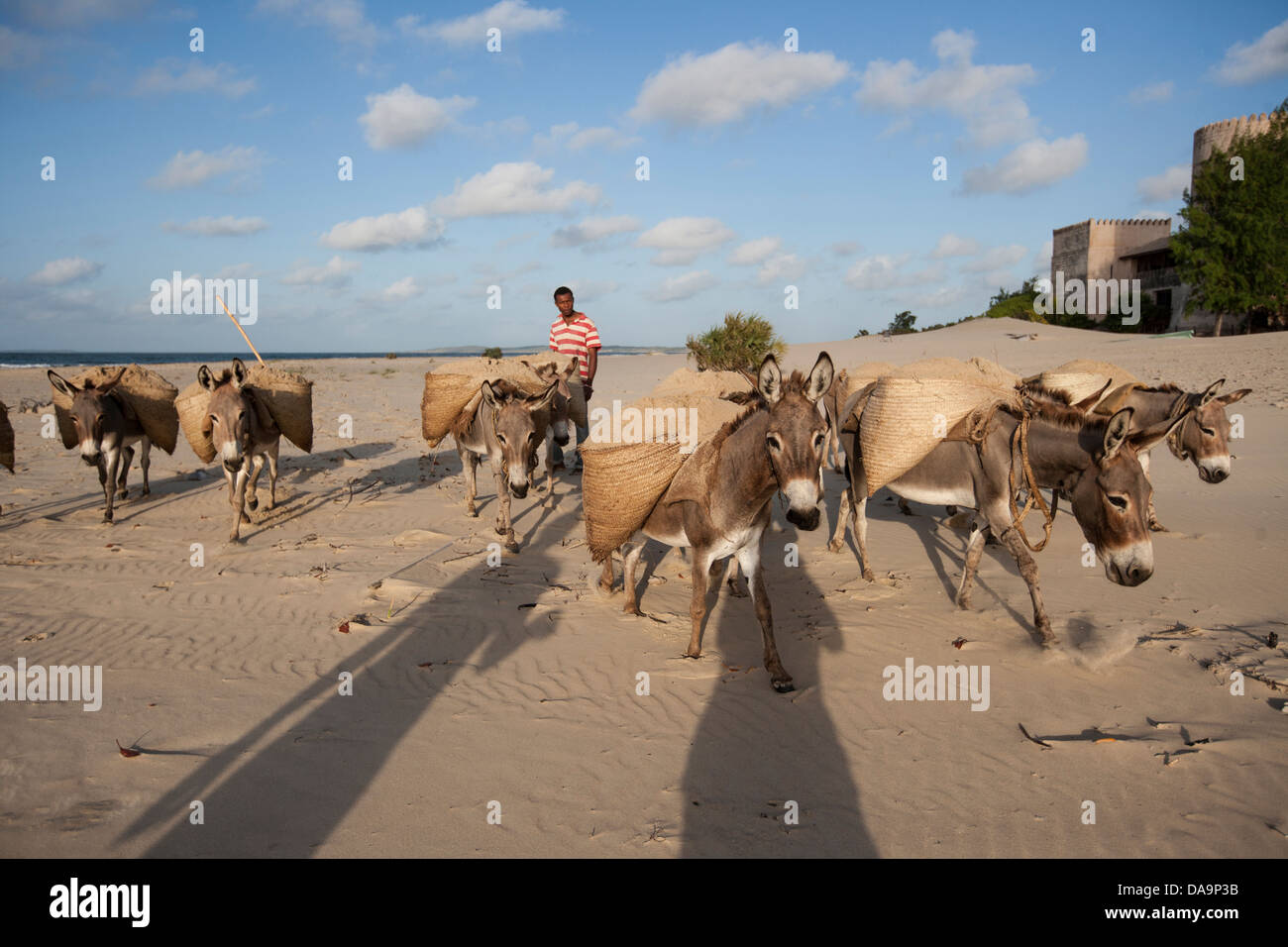 man herding donkeys Stock Photo - Alamy