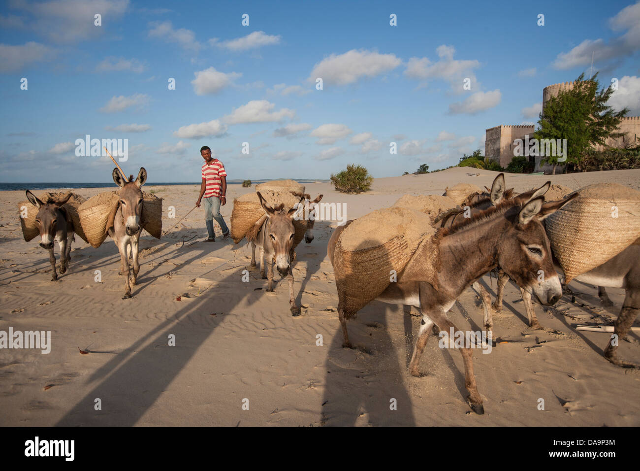 man herding donkeys Stock Photo - Alamy