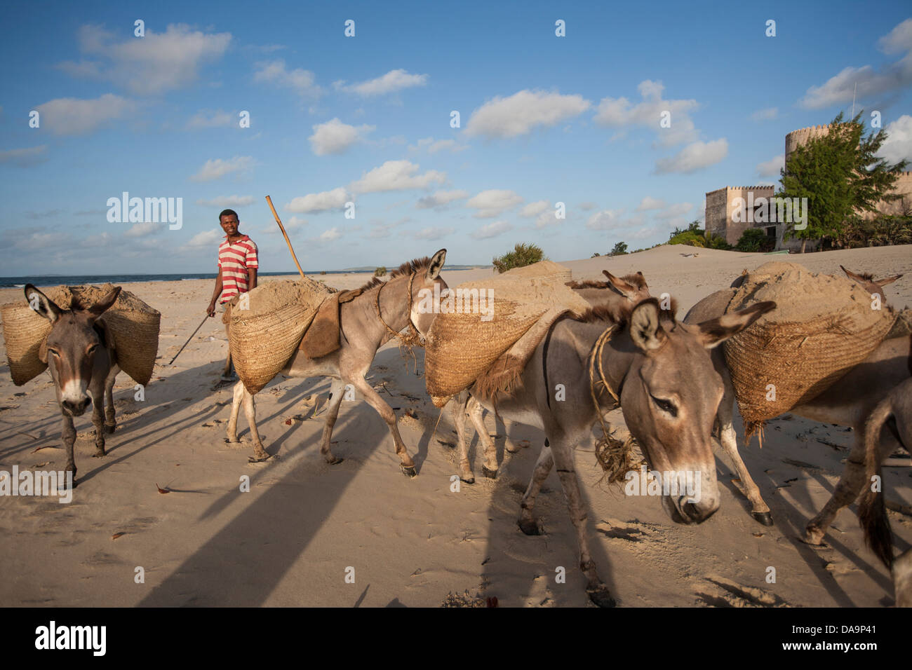 man herding donkeys Stock Photo - Alamy