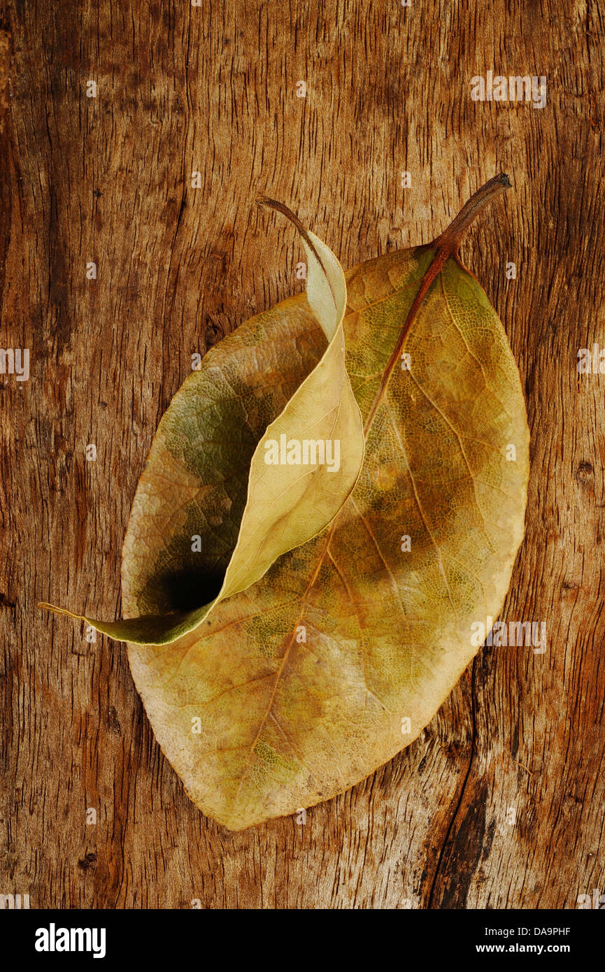dry bay leaves Stock Photo - Alamy