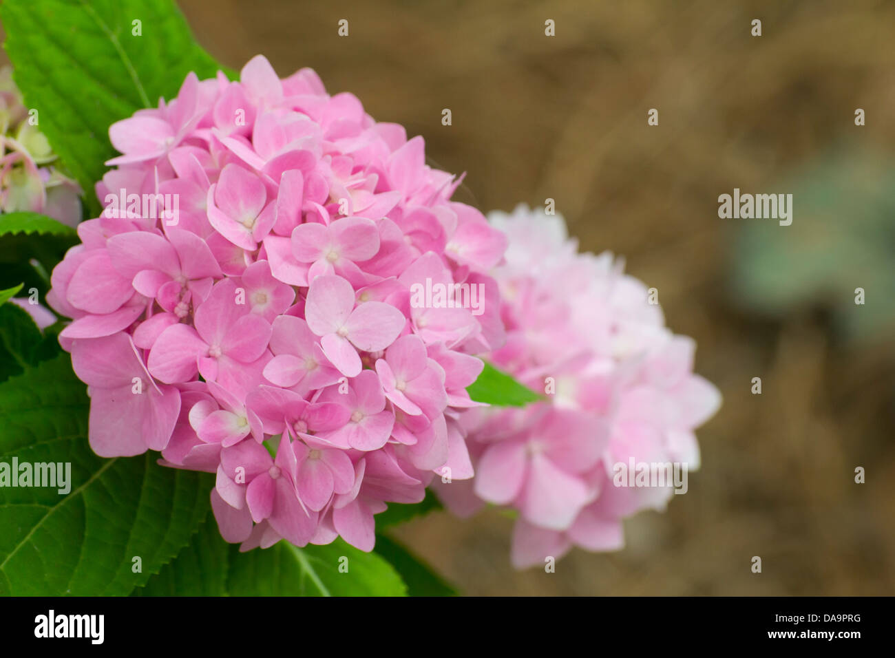 Pink hydrangea closeup hi-res stock photography and images - Alamy