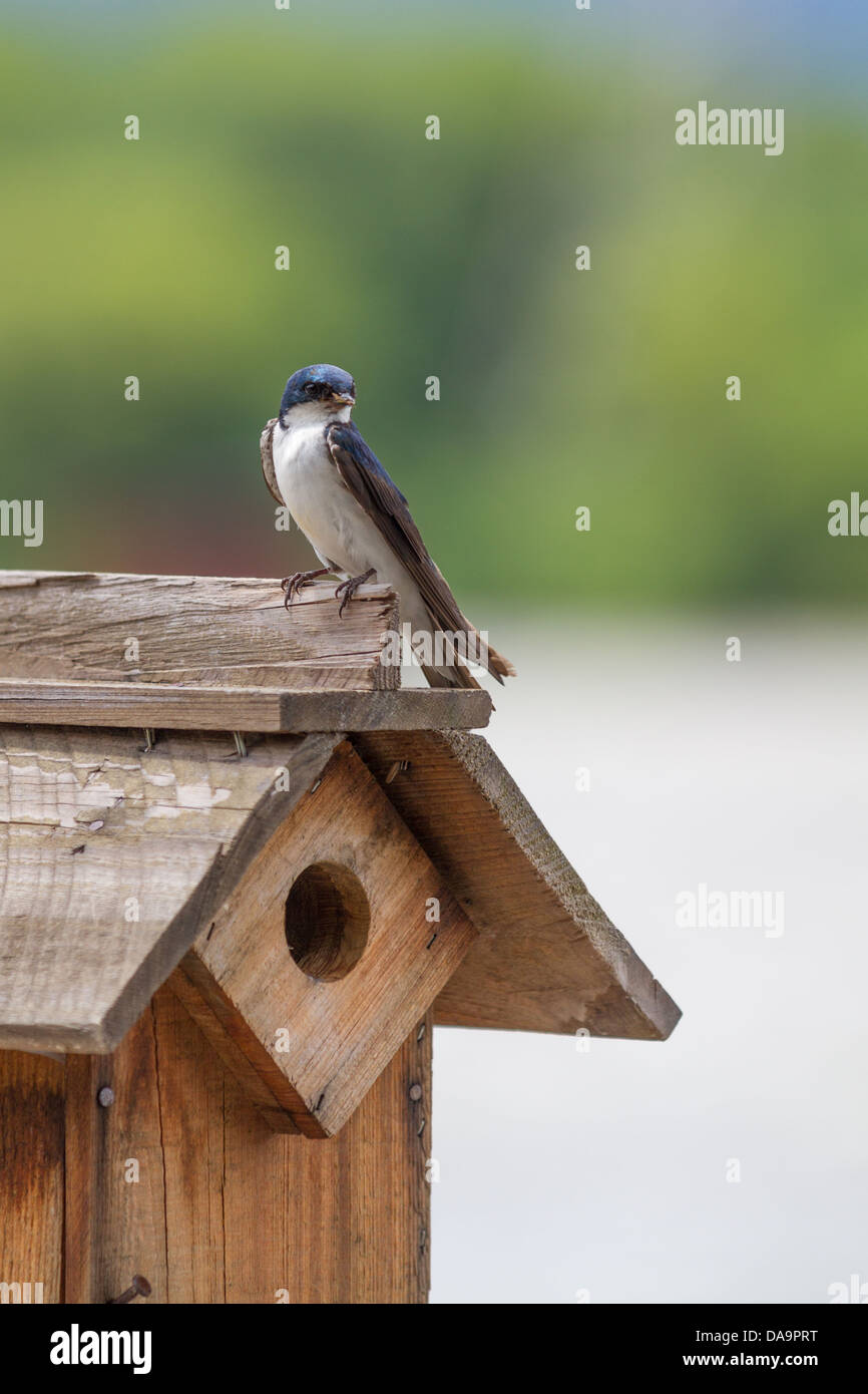 Tree swallow house hi-res stock photography and images - Alamy