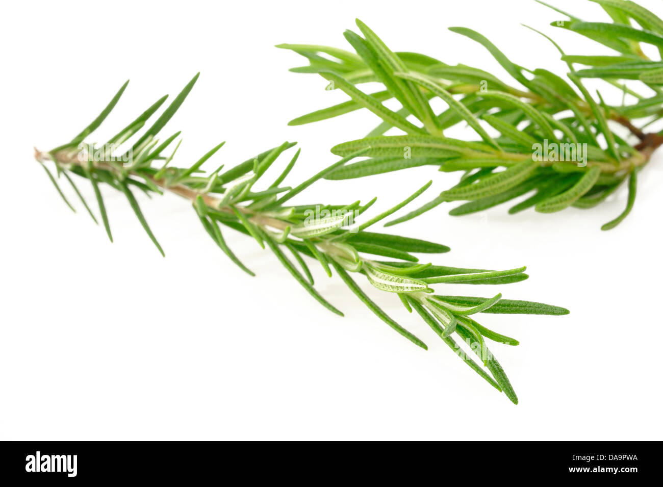 fresh rosemary isolated on white background Stock Photo - Alamy