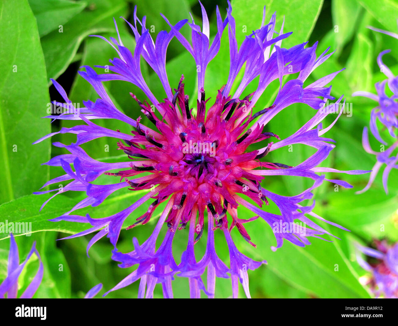 Flower, flake flower, blossom, blue, Leaves, green, plant Stock Photo ...