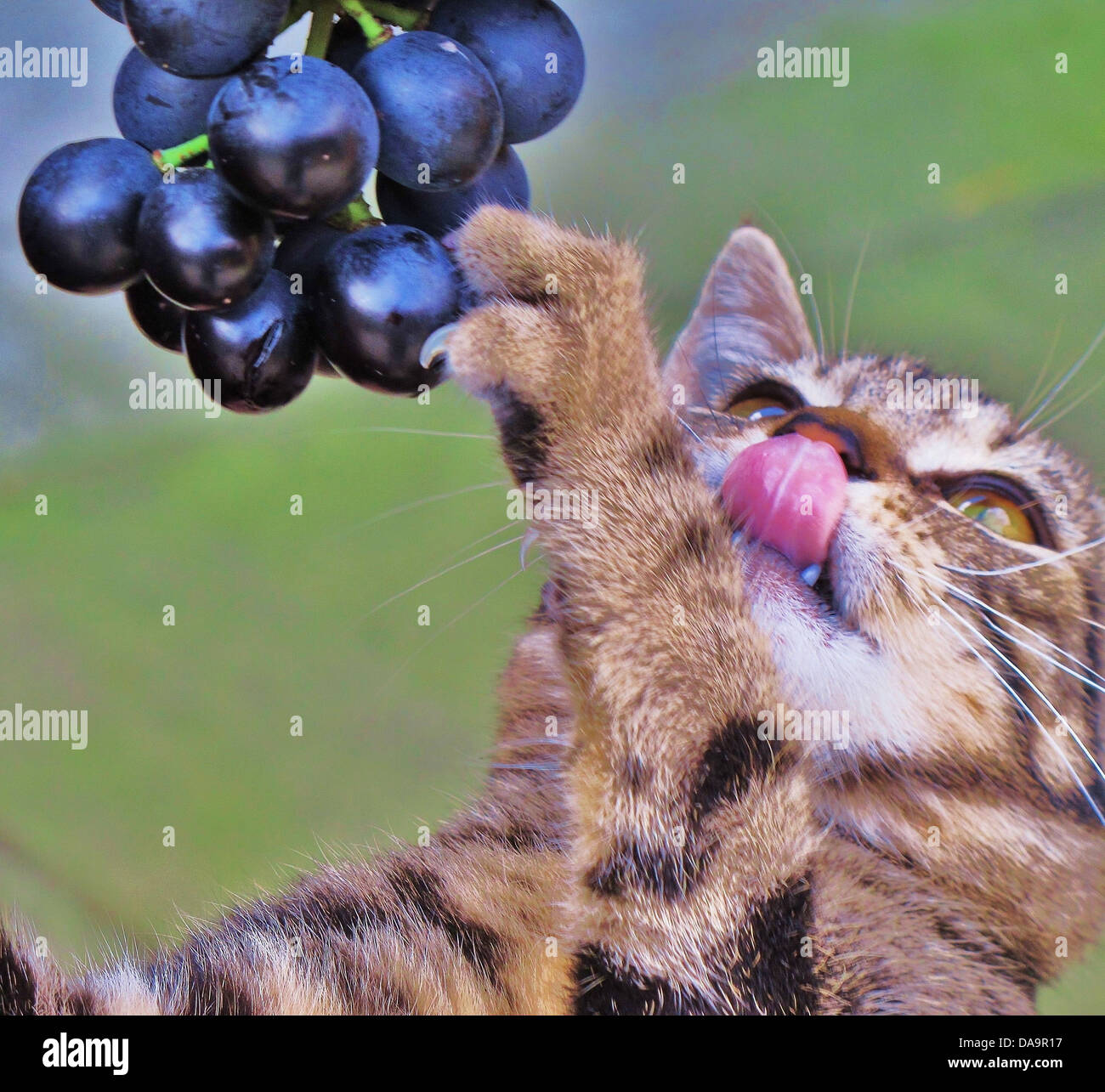 Cat paw hi-res stock photography and images - Alamy
