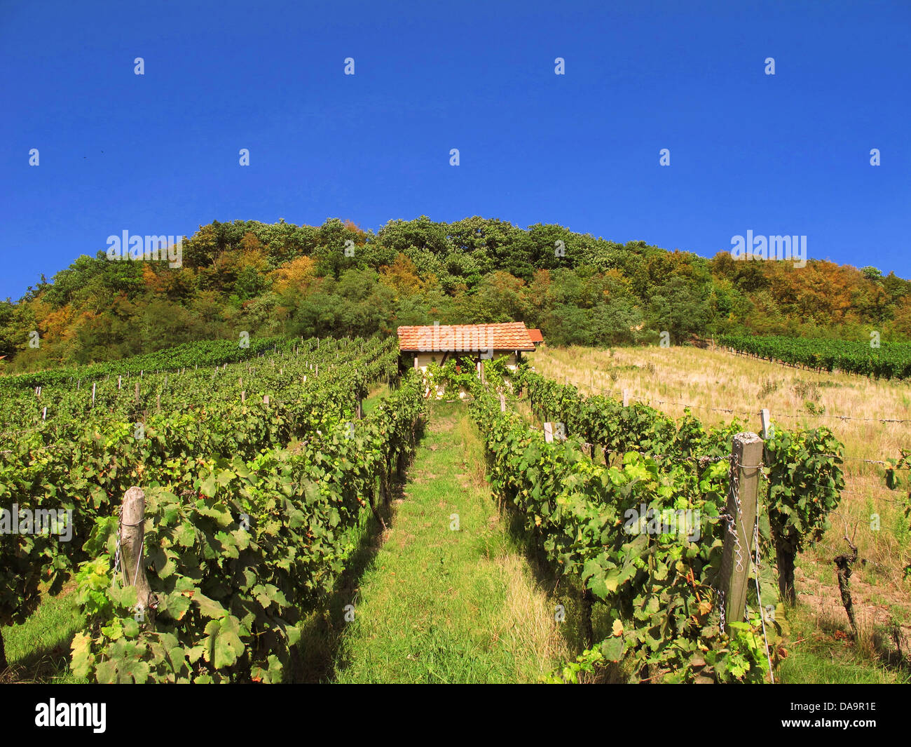 Steigerwald hi-res stock photography and images - Alamy