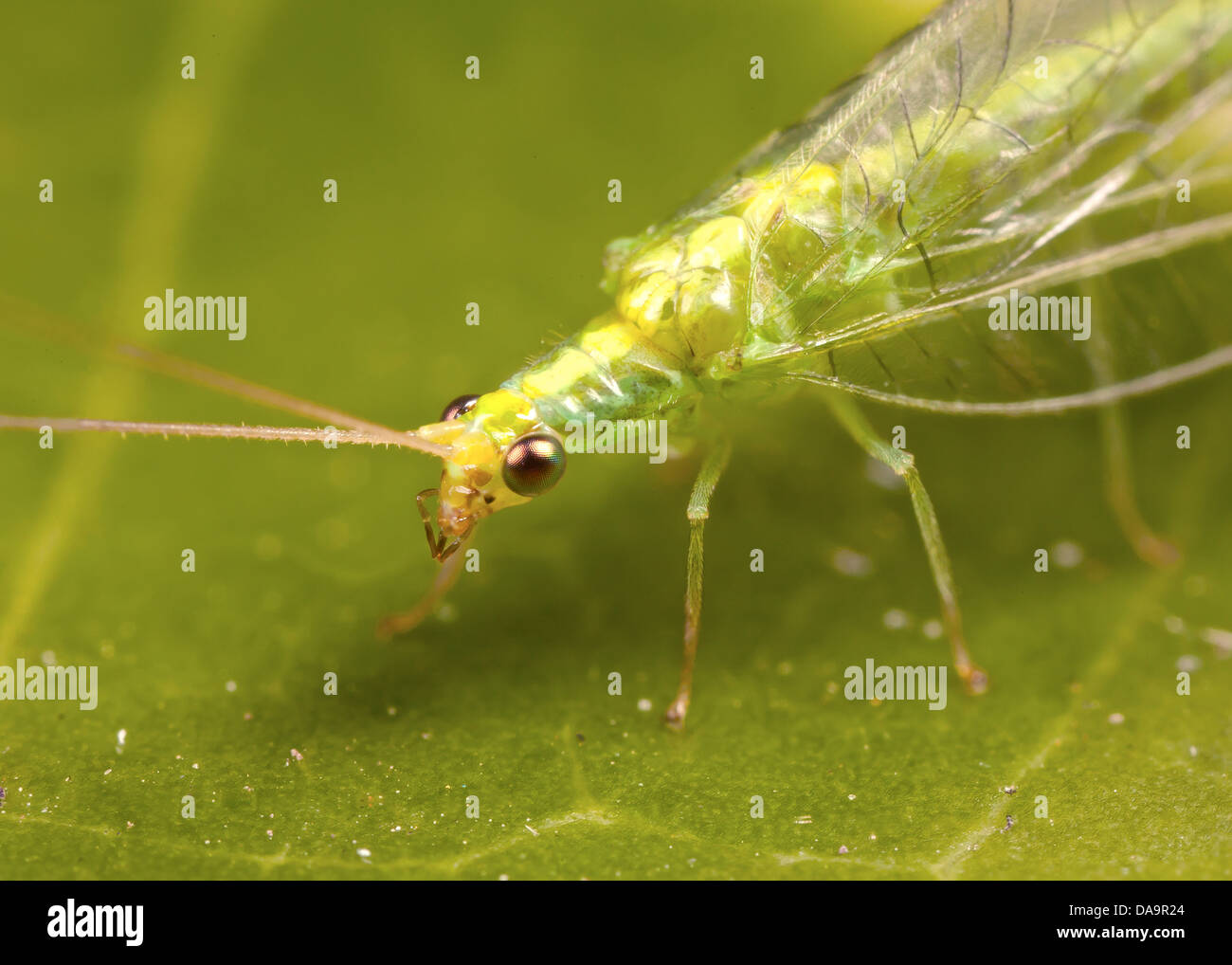 Golden eye lacewing hi-res stock photography and images - Alamy