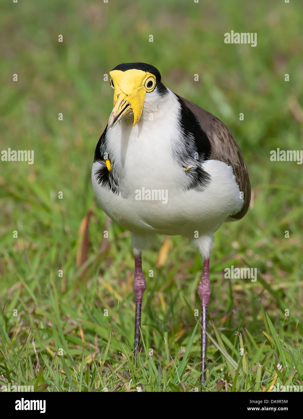 an australian plover sitting in the grass Masked Lapwing (Vanellus ...