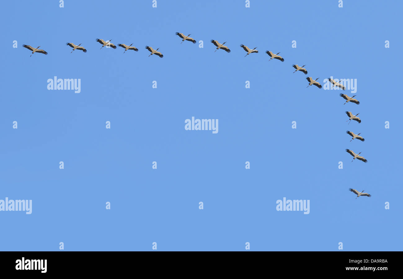 Central America, Nicaragua, stork, bird, flock, fly, flying, swarm ...