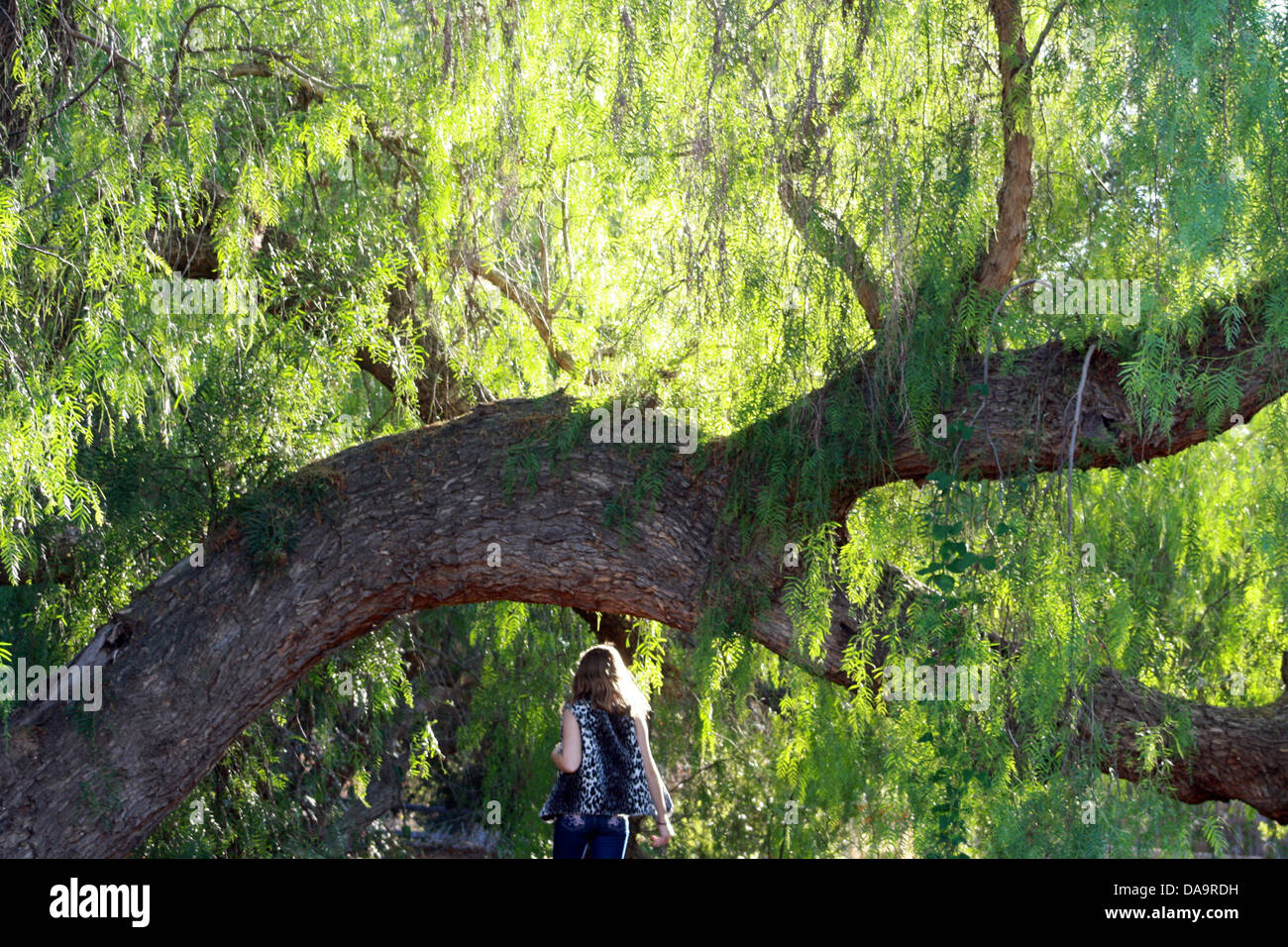 Young weeping willow tree hi-res stock photography and images - Alamy