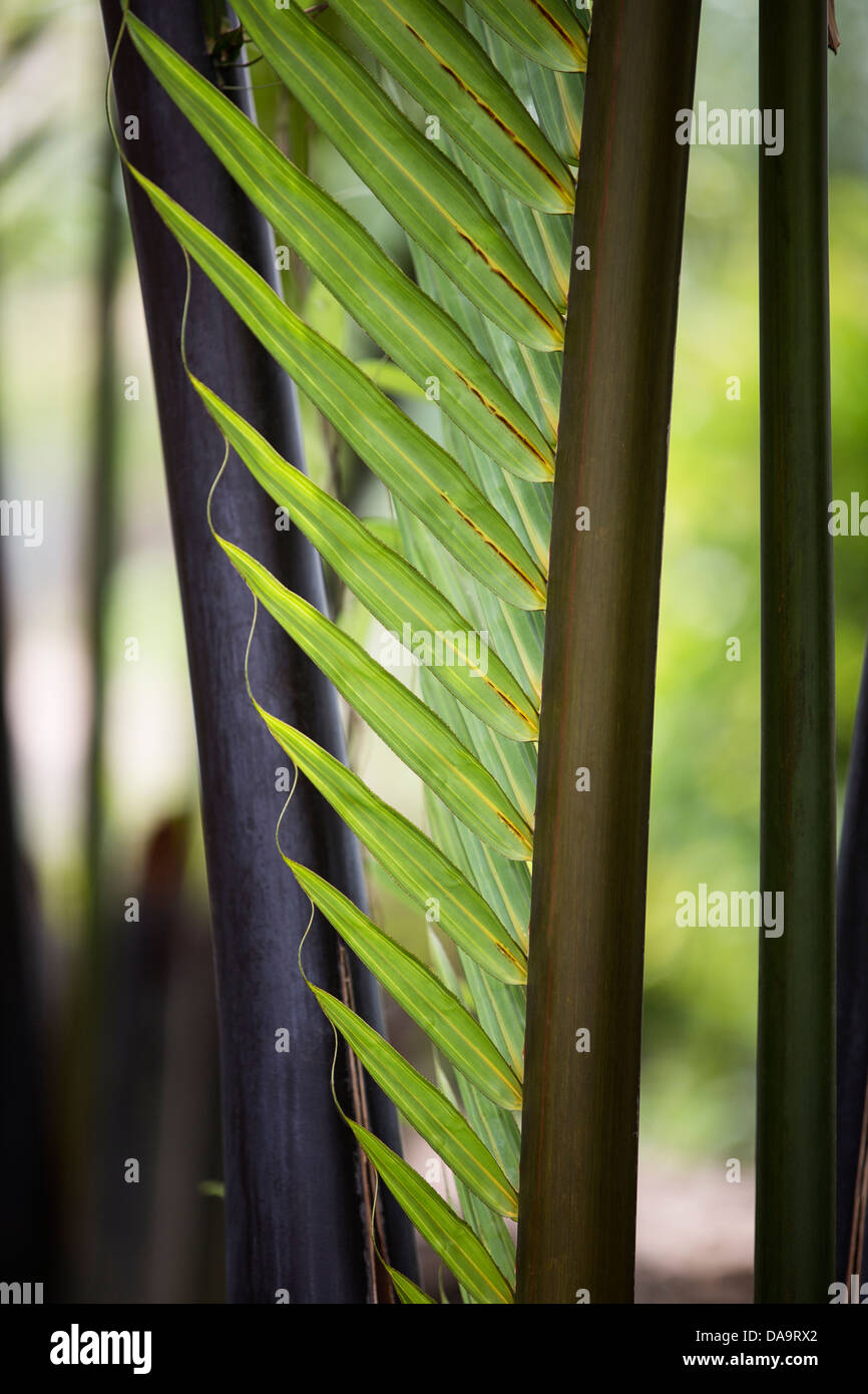 Nipa palm hi-res stock photography and images - Alamy