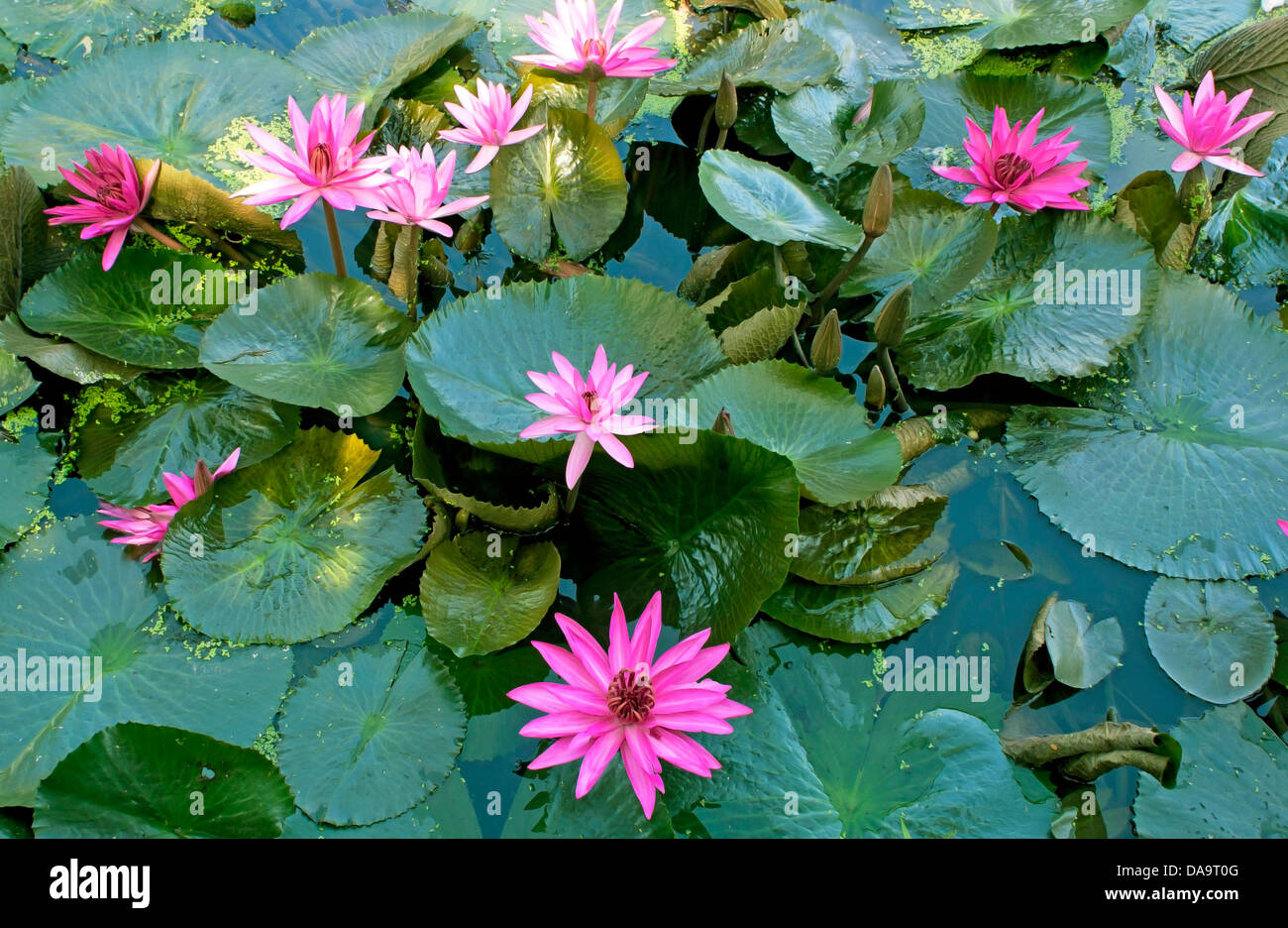 image of a lotus flower on the water Stock Photo - Alamy