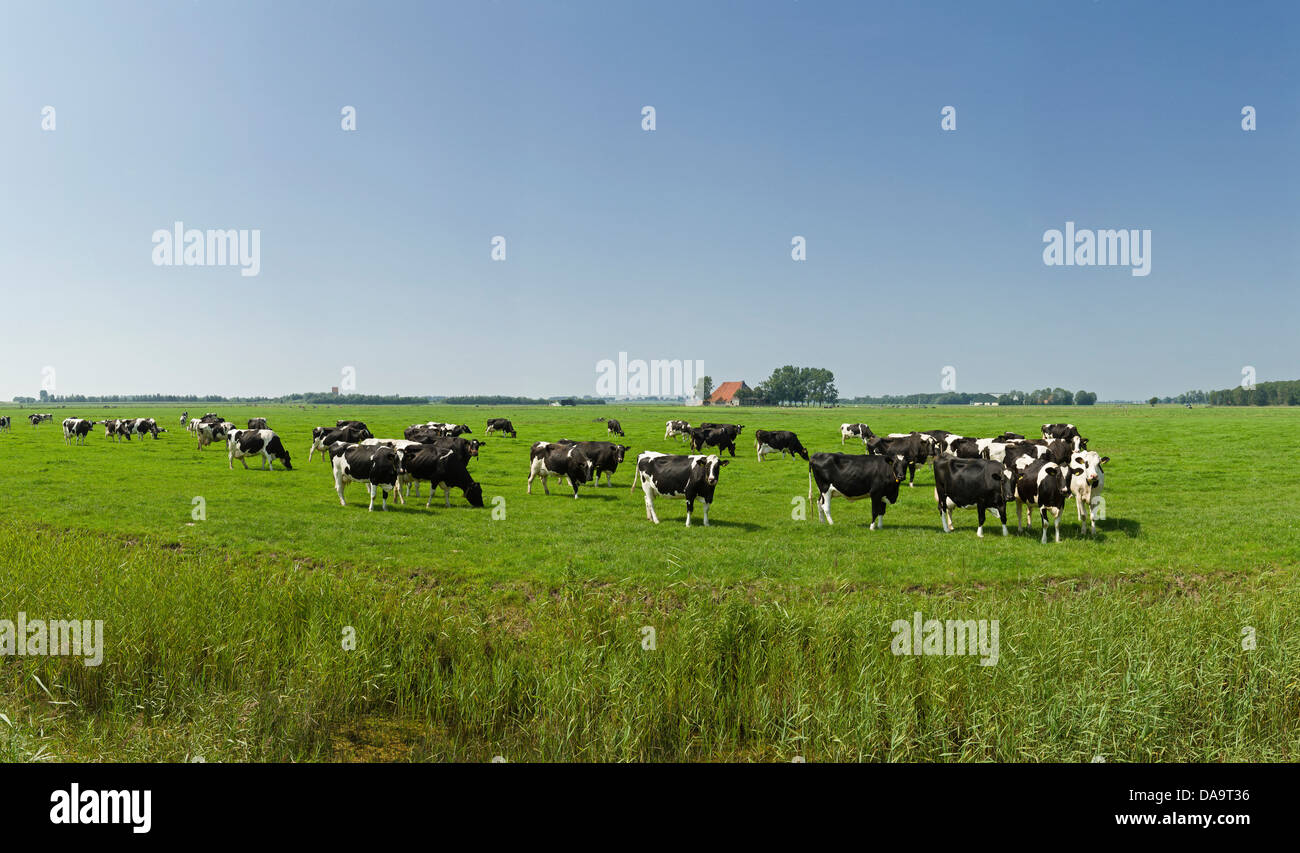 Netherlands, Holland, Europe, Laaksum, Pasture, cows, landscape, field ...