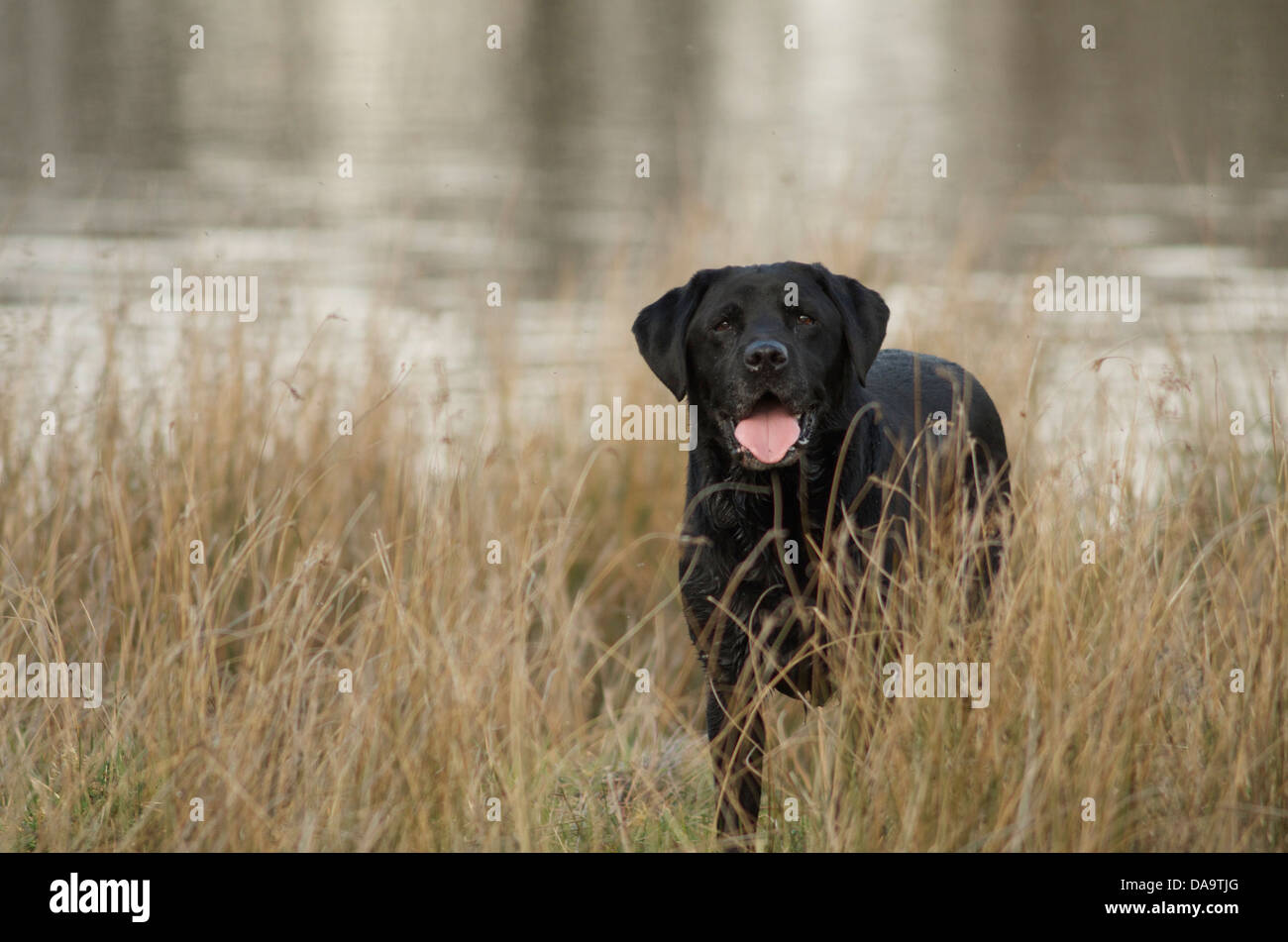 Old black labrador Stock Photo - Alamy
