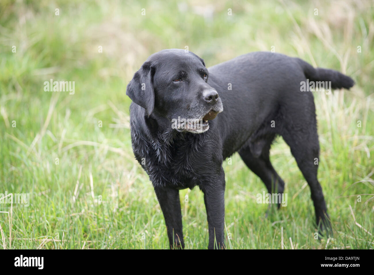 Old black labrador Stock Photo - Alamy