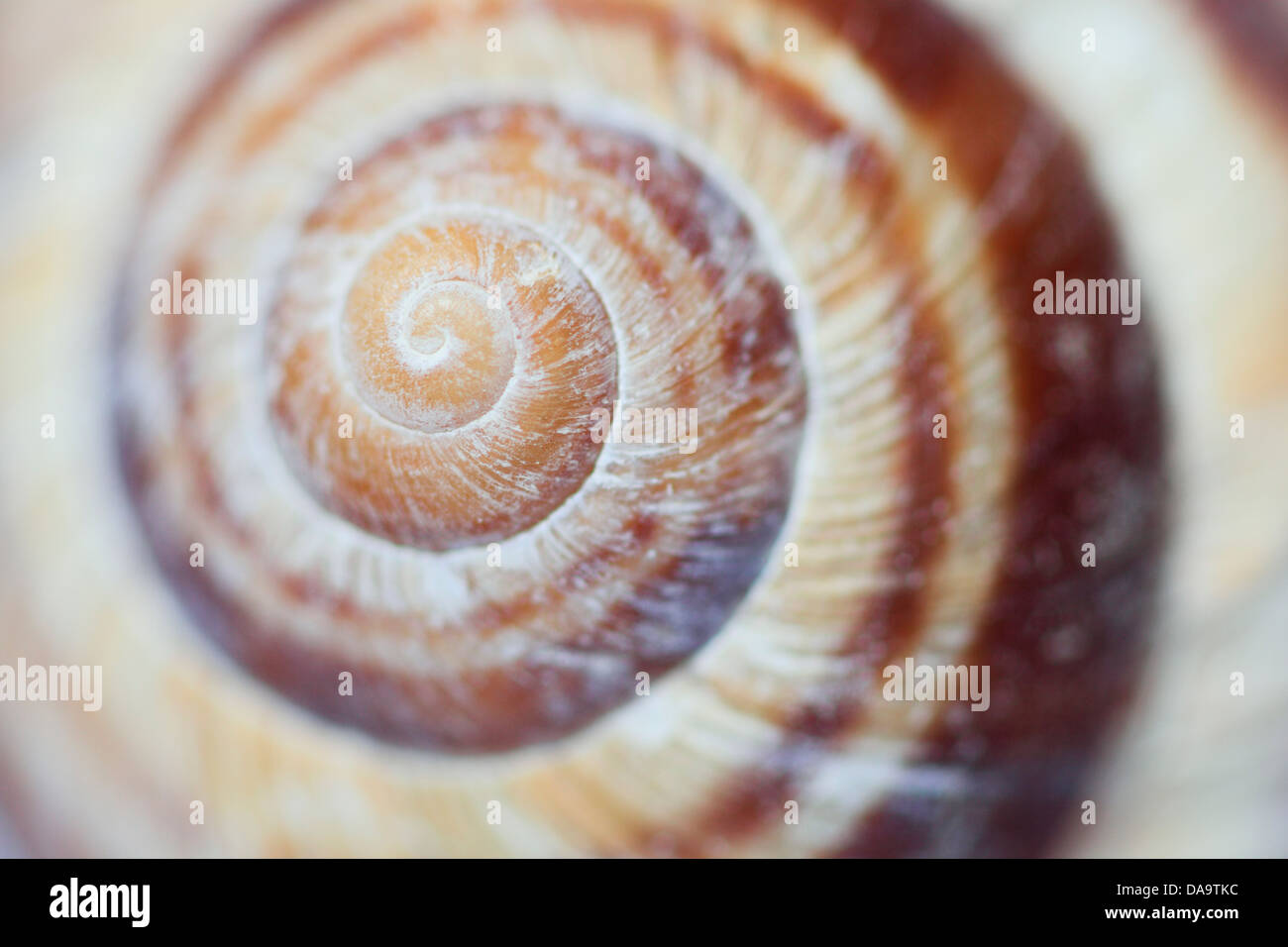 Detail, Helix pomatia, macro, pattern, structure, close-up, snail ...